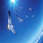 Download Animal Bird PFP