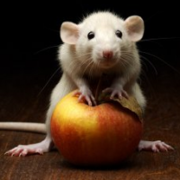 Download Mouse Rodent Apple Rat Animal PFP