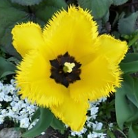 Download Nature Yellow Flower Flower Tulip PFP