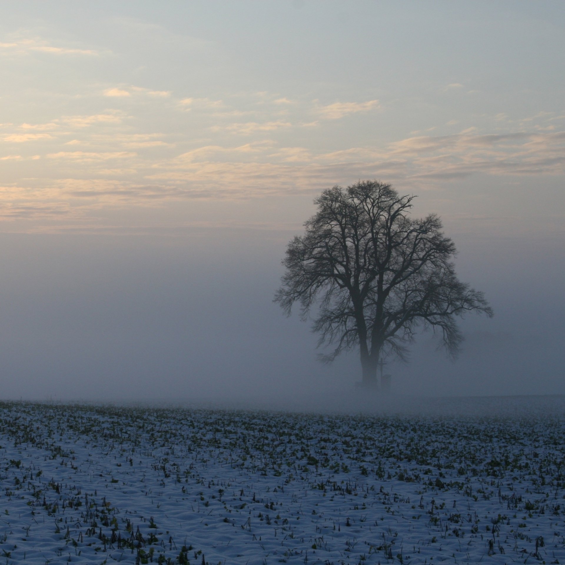 Download Nature Snow Tree Fog Winter PFP