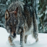 Download Animal Wolf PFP