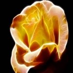 Golden Beauty pfp - Avatar Abyss