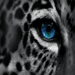 Download Animal Leopard PFP