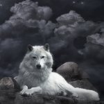 Download Animal Wolf PFP