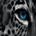Download Animal Leopard PFP