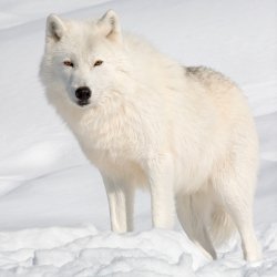 Download Arctic Wolf White Wolf Snow Winter Wolf Animal Winter Animals PFP