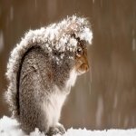 Download Animal Squirrel PFP