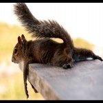 Download Animal Squirrel PFP