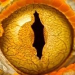 Download Animal Reptile PFP