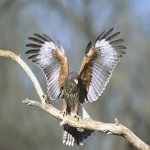 Download Animal Eagle PFP