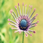 Close Up Pfp