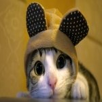 Download Animal Cat PFP