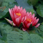 Flower Pfp