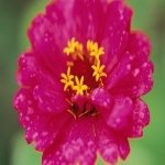 Download Nature Flower PFP