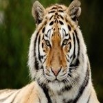 Download Animal Tiger PFP