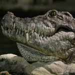 Download Animal Crocodile PFP