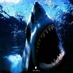 Download Animal Shark PFP