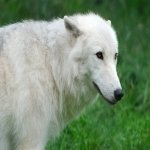 Download Animal Wolf PFP