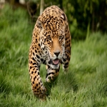 Download Animal Leopard PFP
