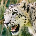 Download Animal Snow Leopard PFP