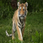 Download Animal Tiger PFP