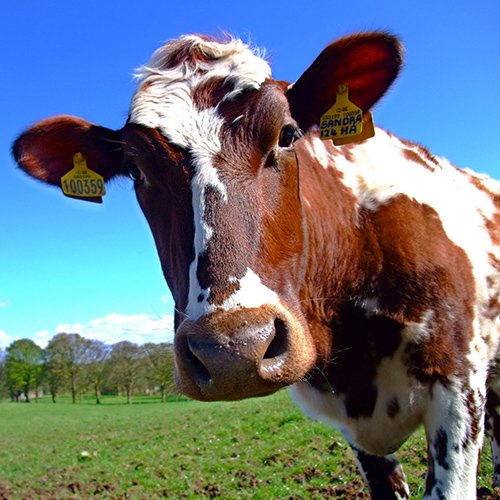 Download Animal Cow PFP