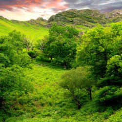 Download Nature Tree PFP