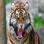 Download Animal Tiger PFP