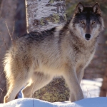 Download Animal Wolf PFP