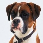 Download Dog Boxer (dog) Animal PFP
