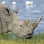Download Animal Rhino PFP