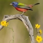 Download Animal Bird PFP