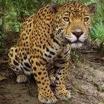 Leopard pfp - Avatar Abyss