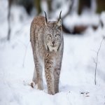Download Animal Lynx PFP