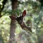 Download Animal Deer PFP