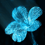 Download Nature Flower PFP