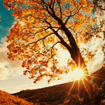 Download Nature Tree PFP