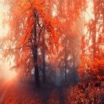 Download Nature Fall PFP - Avatar Abyss