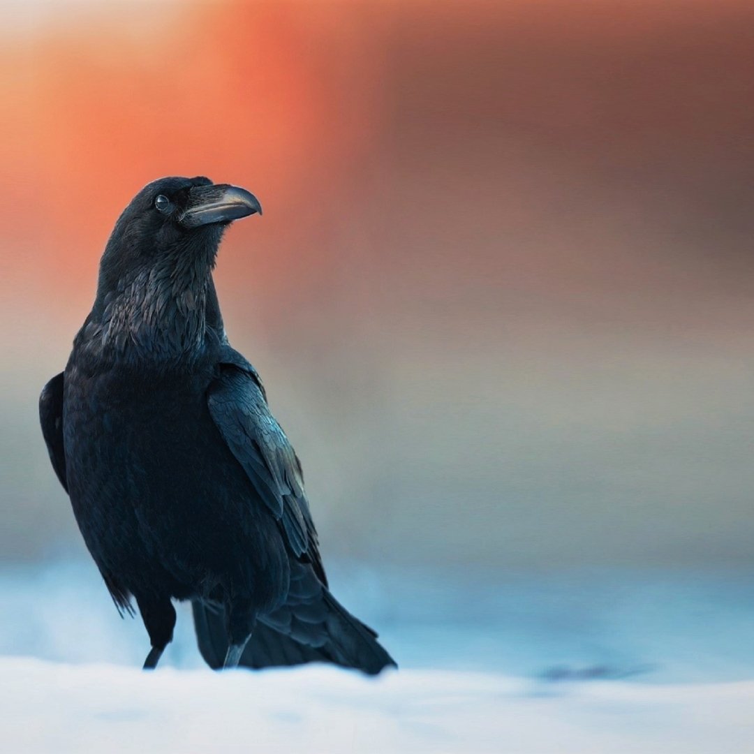 Download Snow Winter Raven Bird Animal PFP