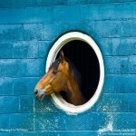 Download Animal Horse PFP