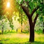 Download Nature Spring PFP