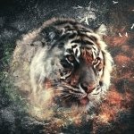 Download Animal Tiger PFP