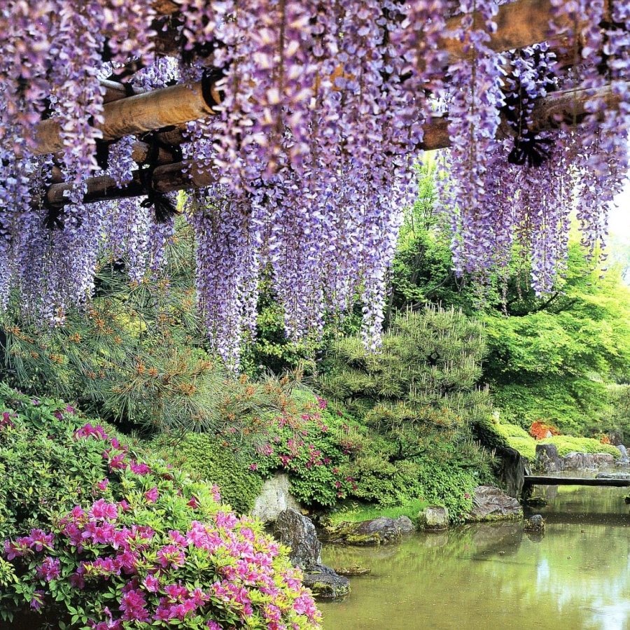 Download Spring Flower Water Nature Landscape PFP