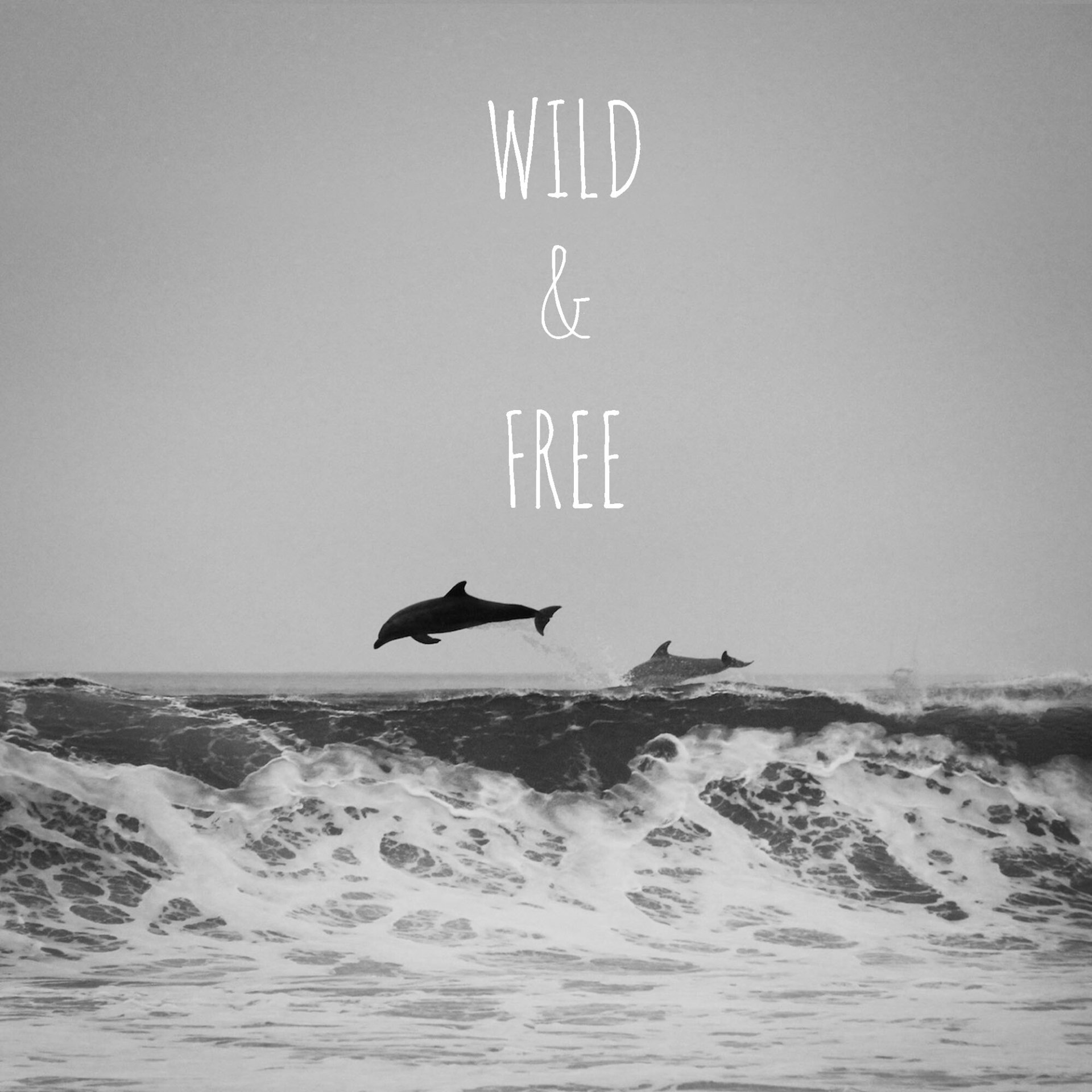 Download Statement Dolphin Misc PFP