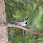 Bird pfp - Avatar Abyss