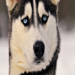 Download Animal Husky PFP