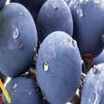 Download Food Grapes PFP