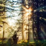 Nature Forum Avatar | Profile Photo - ID: 15577 - Avatar Abyss