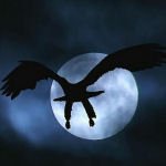 Download Animal Bird PFP