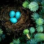 Download Animal Bird PFP